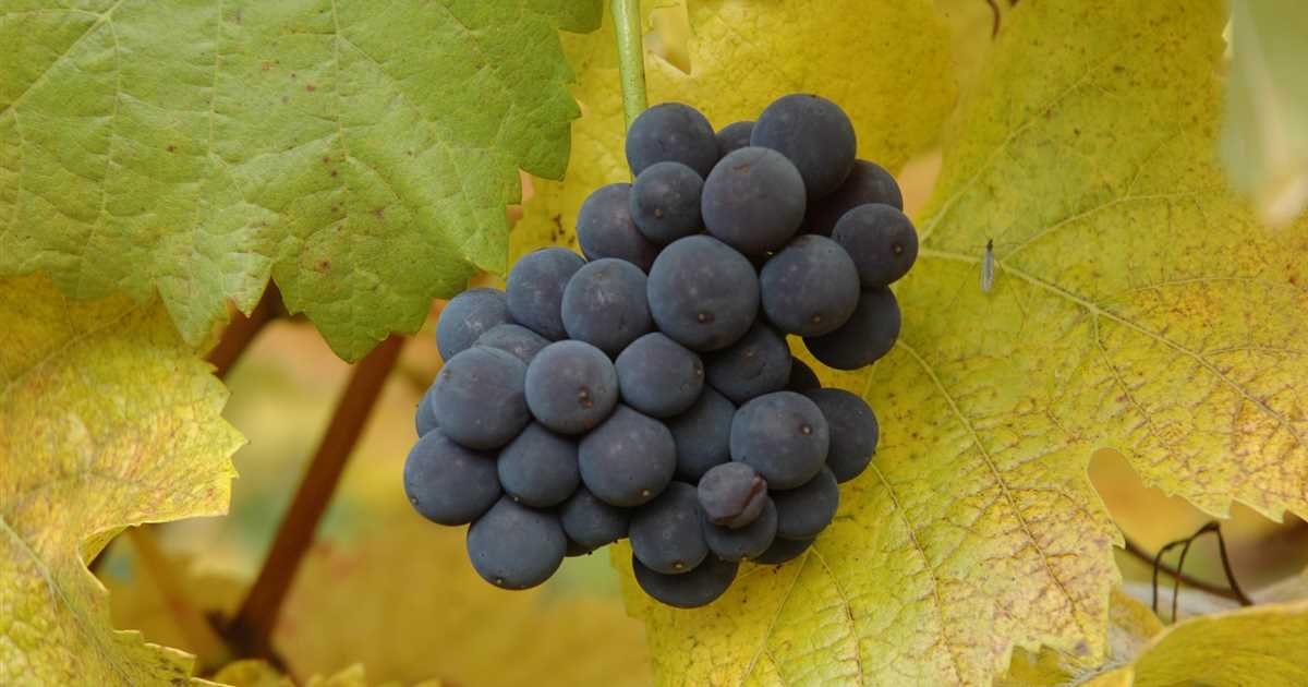 Vitis vinifera 'Muscat Bleu'