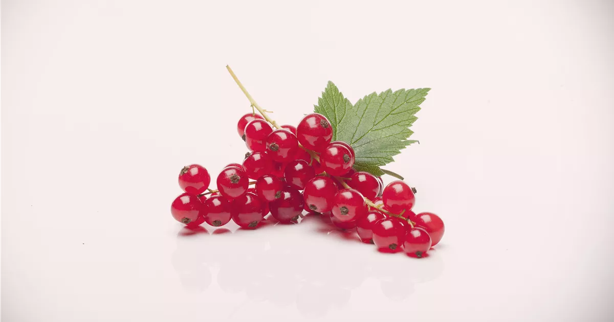 Ribes rubrum 'Rovada'