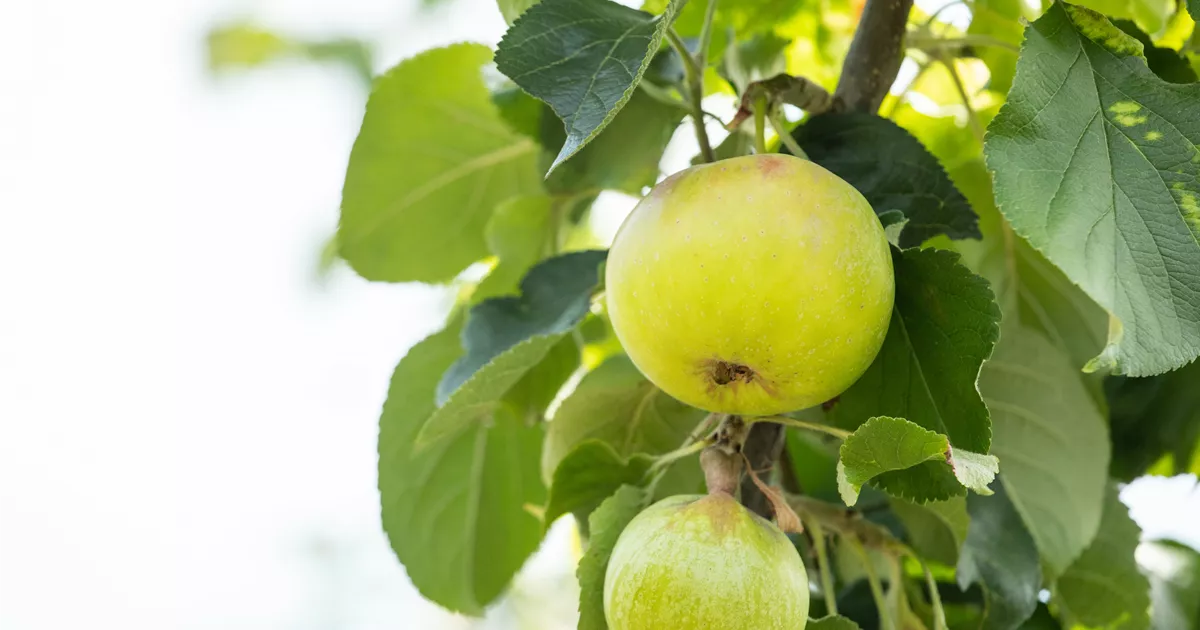 Malus domestica 'Signe Tillisch'