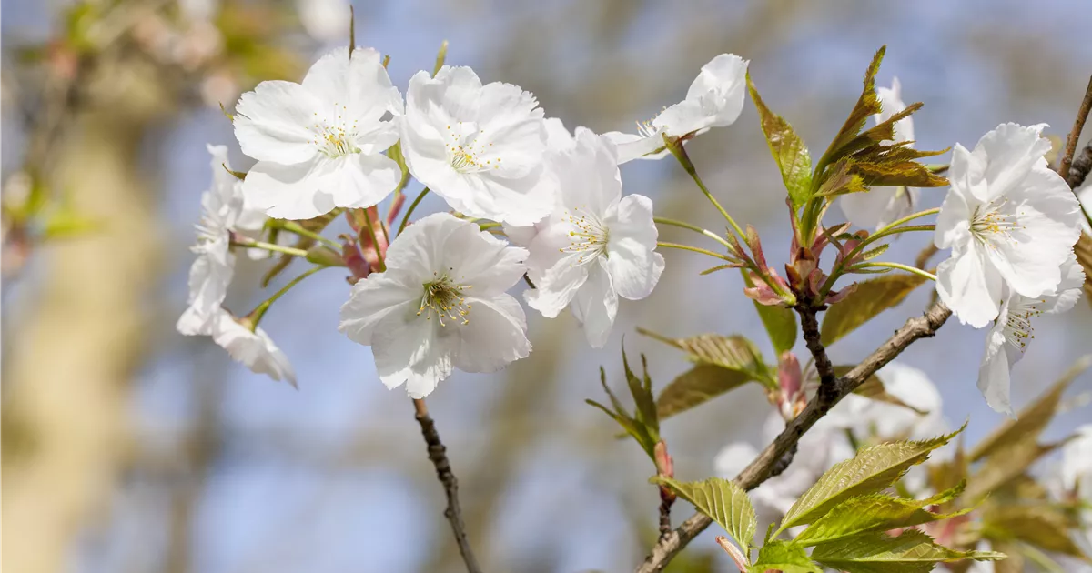 Prunus cerasus 'Piemont'
