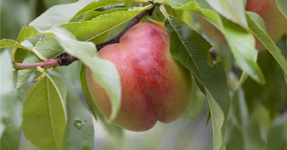 Prunus persica var. nucipersica 'Nectared 4'