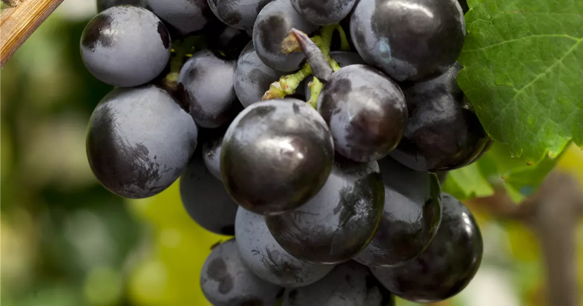 Vitis vinifera 'Kyoho'