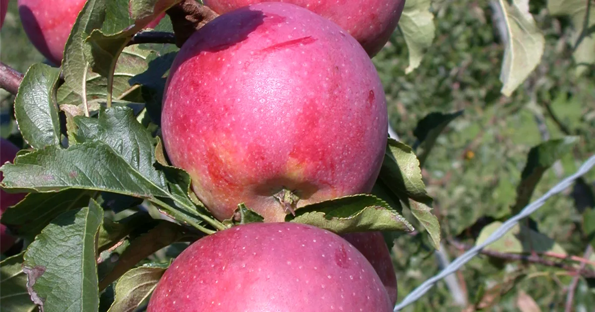 Malus domestica 'Berner Rosenapfel'