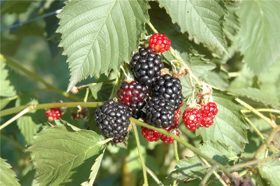 Rubus Fruticosus