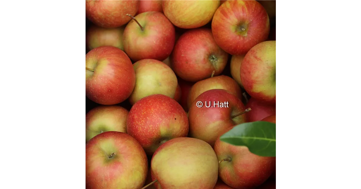 Malus domestica 'Rubinette'®